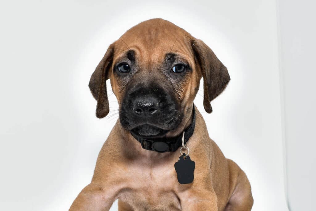 Rhodesian Ridgeback Female Puppies for Sale - Rhodesian Ridgeback ...