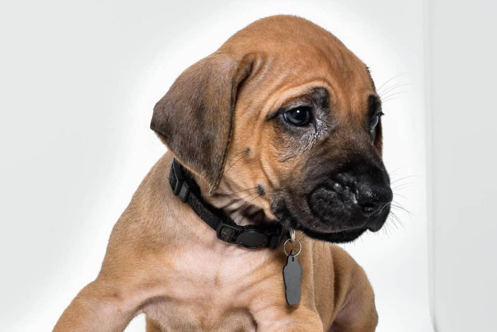 Rhodesian Ridgeback Female Puppies for Sale - Rhodesian Ridgeback ...