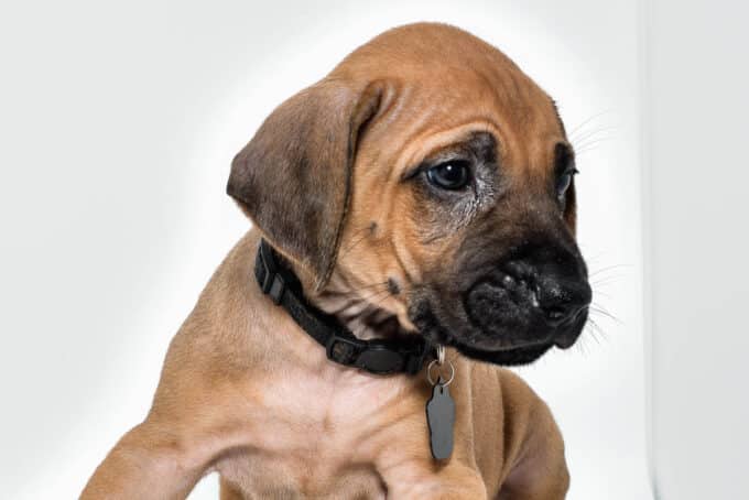 Rhodesian Ridgeback Female Puppies for Sale - Rhodesian Ridgeback ...