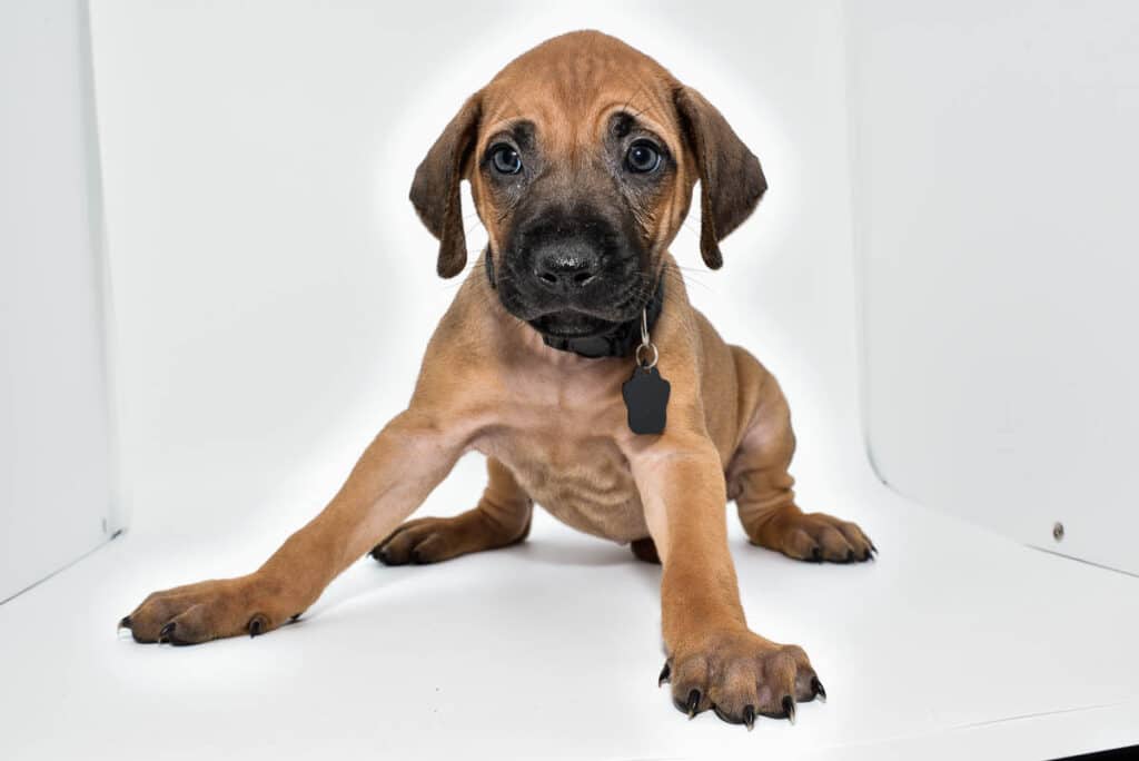 Rhodesian Ridgeback Female Puppies for Sale - Rhodesian Ridgeback ...