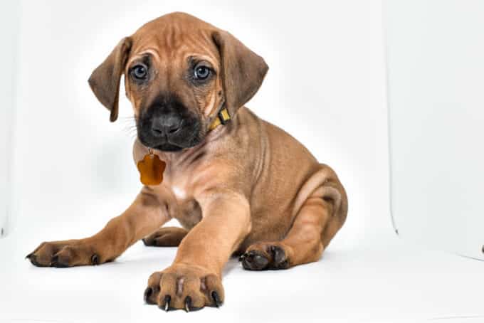 Rhodesian Ridgeback Puppies for Sale 2023 - Rhodesian Ridgeback Breeder ...