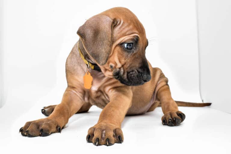 Rhodesian Ridgeback Puppies for Sale 2023 - Rhodesian Ridgeback Breeder ...