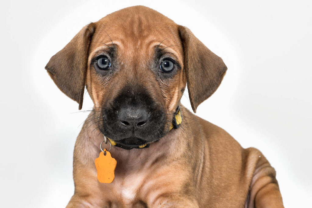 Rhodesian Ridgeback Puppies for Sale 2023 - Rhodesian Ridgeback Breeder ...