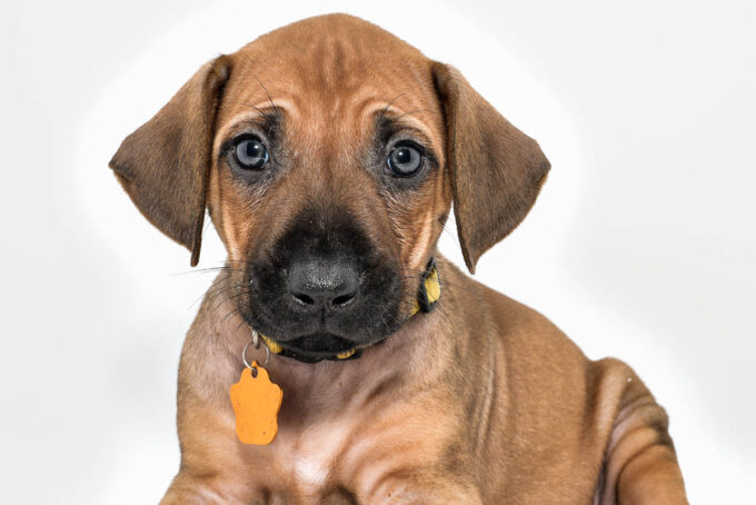 Rhodesian Ridgeback Puppies for Sale 2023 - Rhodesian Ridgeback Breeder ...