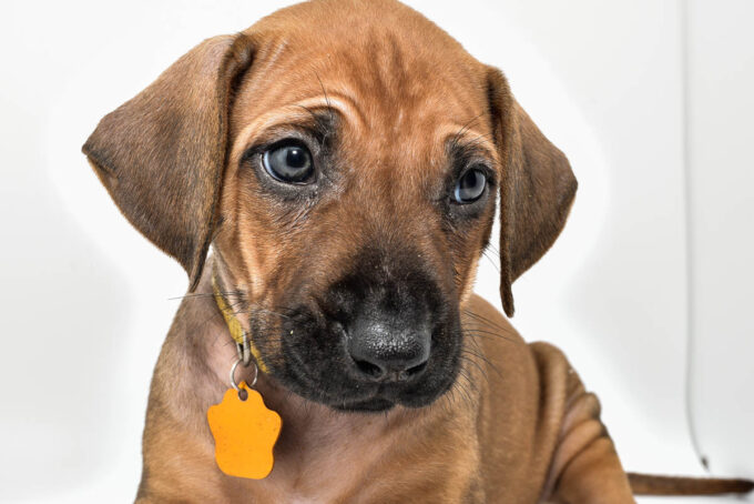 Rhodesian Ridgeback Puppies for Sale 2023 - Rhodesian Ridgeback Breeder ...