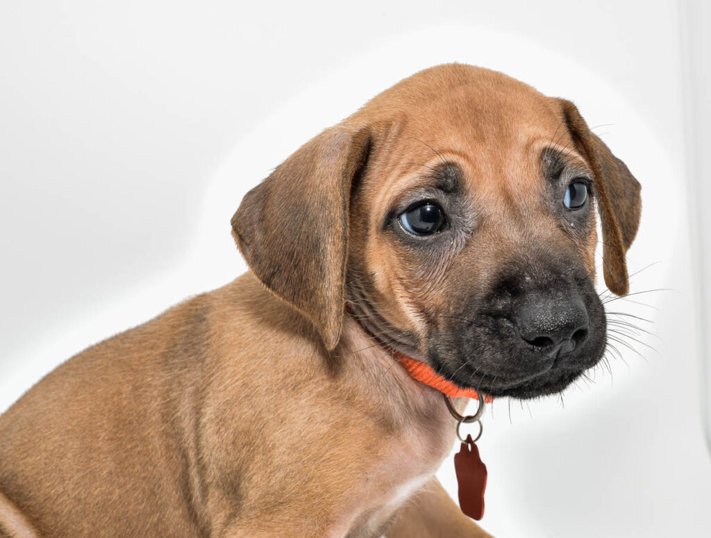 Test Rhodesian Profile - Rhodesian Ridgeback Breeder Texas
