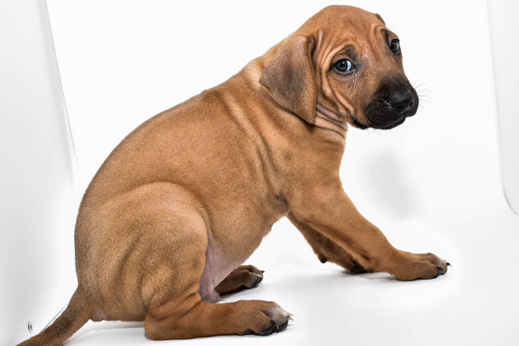 Rhodesian Ridgeback Puppies for Sale 2023 - Rhodesian Ridgeback Breeder ...