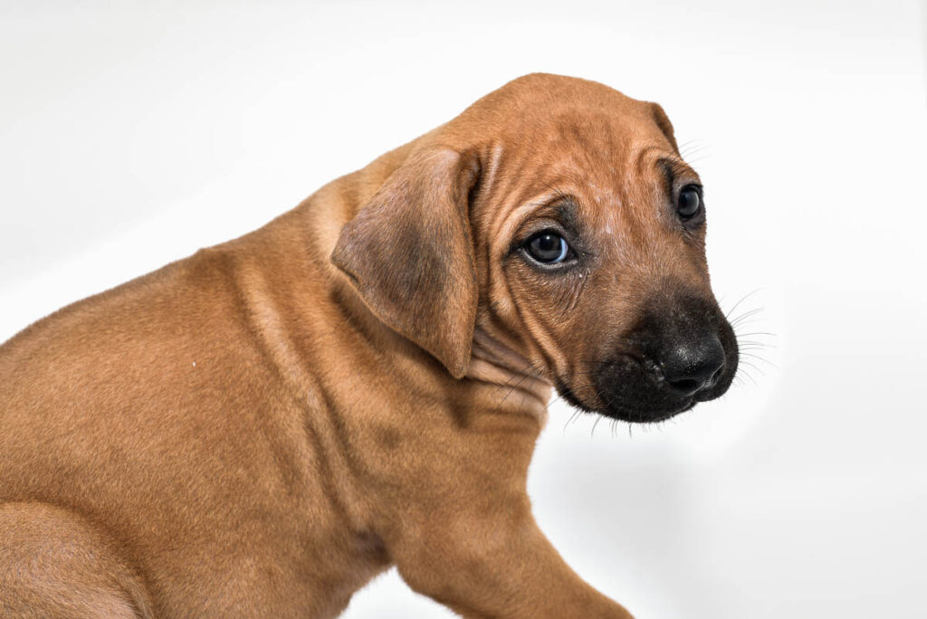 Rhodesian Ridgeback Puppies for Sale 2023 - Rhodesian Ridgeback Breeder ...