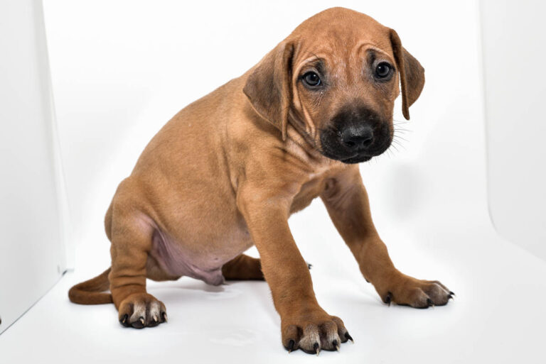 Rhodesian Ridgeback Puppies for Sale 2023 - Rhodesian Ridgeback Breeder ...