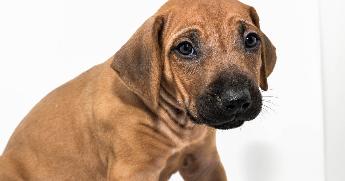Rhodesian Ridgeback Puppies for Sale 2023 - Rhodesian Ridgeback Breeder ...