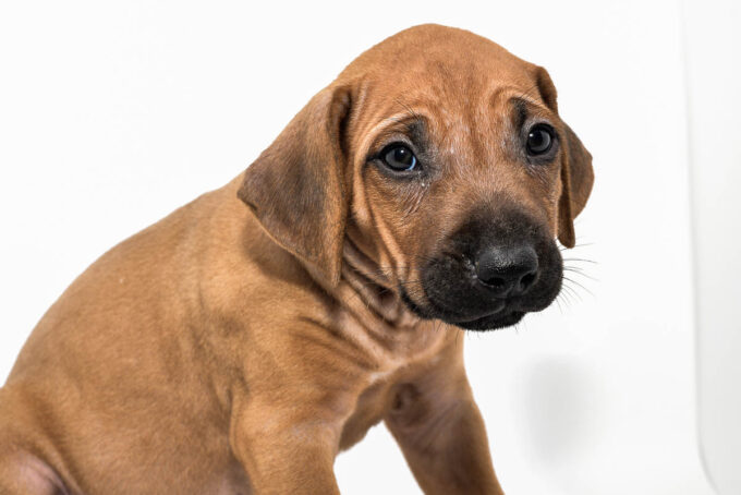 Rhodesian Ridgeback Puppies for Sale 2023 - Rhodesian Ridgeback Breeder ...