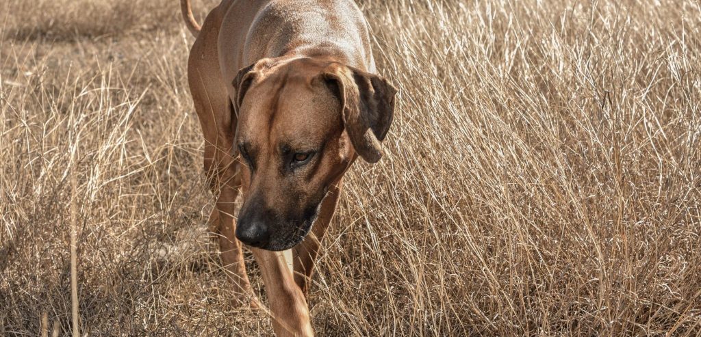 Rhodesian Ridgeback Breeder Texas - Rhodesian Ridgeback Breeder Texas
