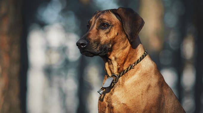 Rhodesian Ridgeback Puppies for Sale X- Find Your Perfect Puppy ...