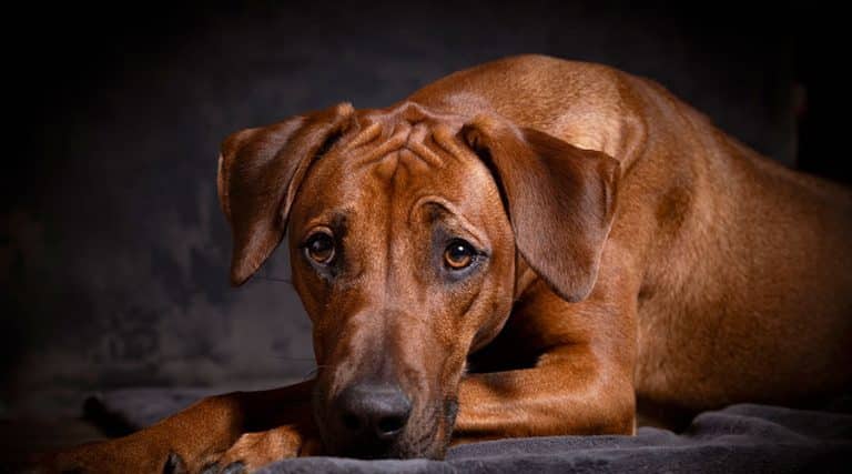 Rhodesian Ridgeback Puppy for Sale - Bring Home Your New Friend ...