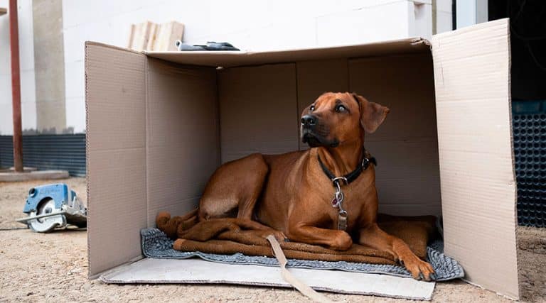Rhodesian Ridgeback Rescue - Give a Dog a Second Chance - Rhodesian ...