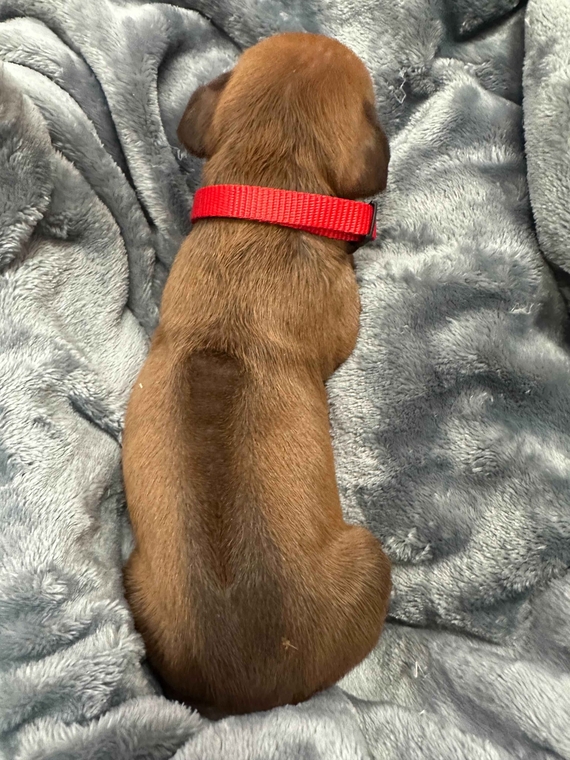 Top Rhodesian Ridgeback Puppies Breeder 2025 Texas