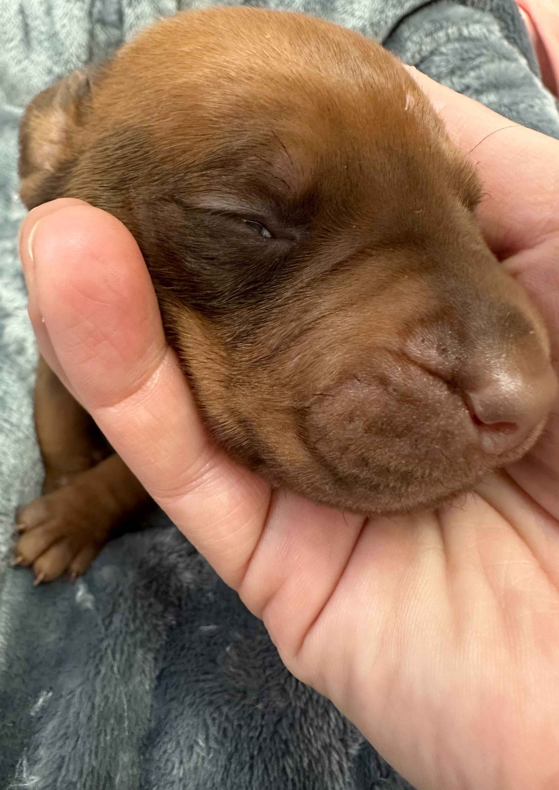 Top Rhodesian Ridgeback Puppies Breeder 2025 Texas