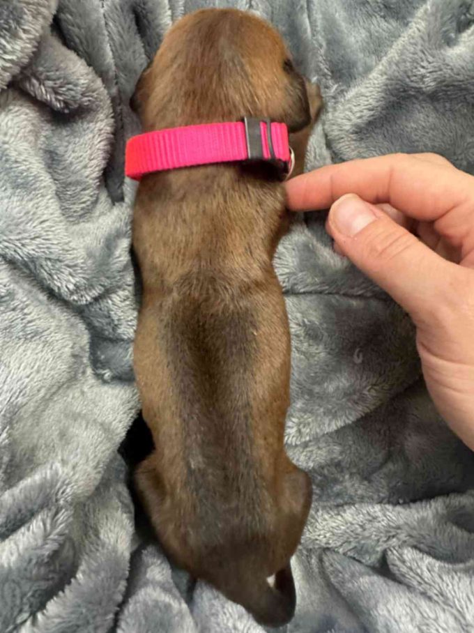 Top Rhodesian Ridgeback Puppies Breeder 2025 Texas