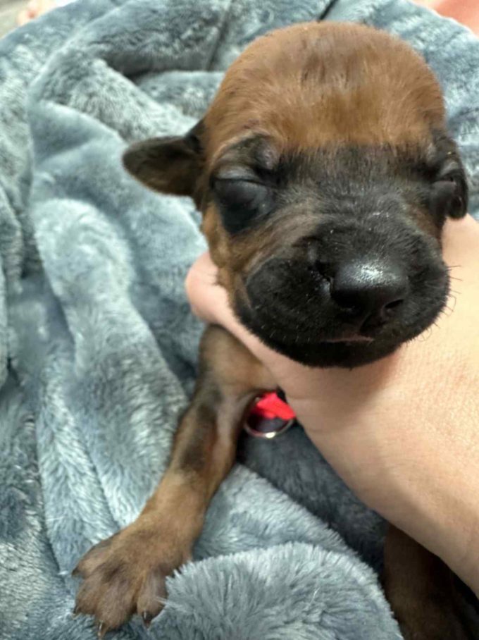 Top Rhodesian Ridgeback Puppies Breeder 2025 Texas