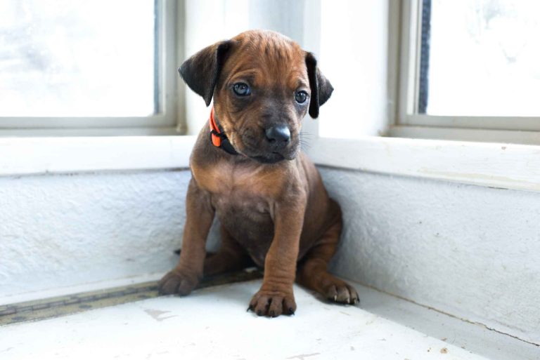 Top Rhodesian Ridgeback Puppies Breeder 2025 Texas