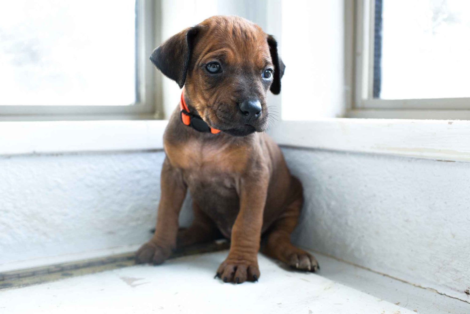 Top Rhodesian Ridgeback Puppies Breeder 2025 Texas
