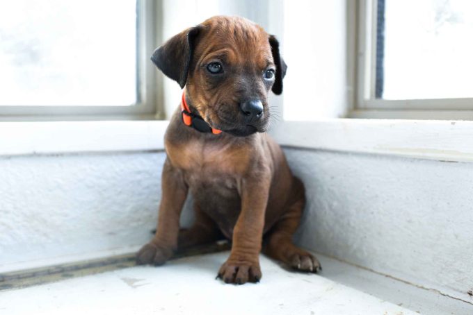 Top Rhodesian Ridgeback Puppies Breeder 2025 Texas