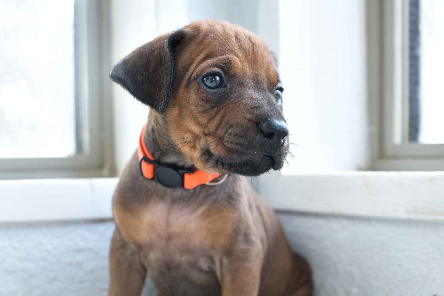 Top Rhodesian Ridgeback Puppies Breeder 2025 Texas