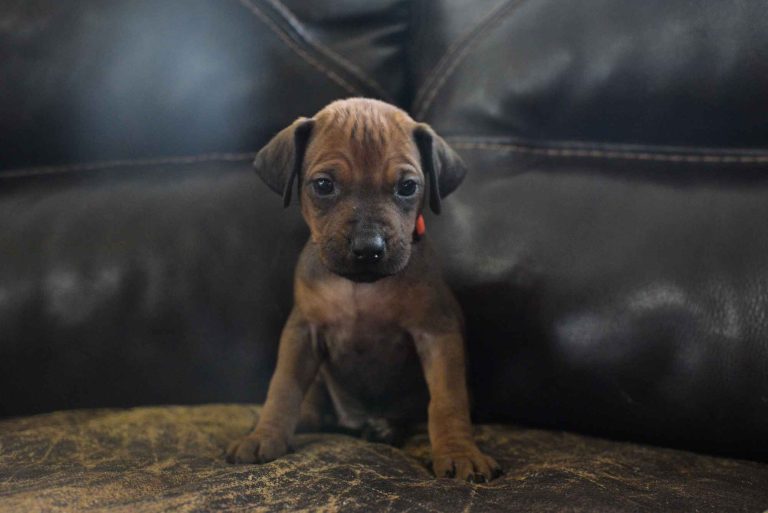 Top Rhodesian Ridgeback Puppies Breeder 2025 Texas