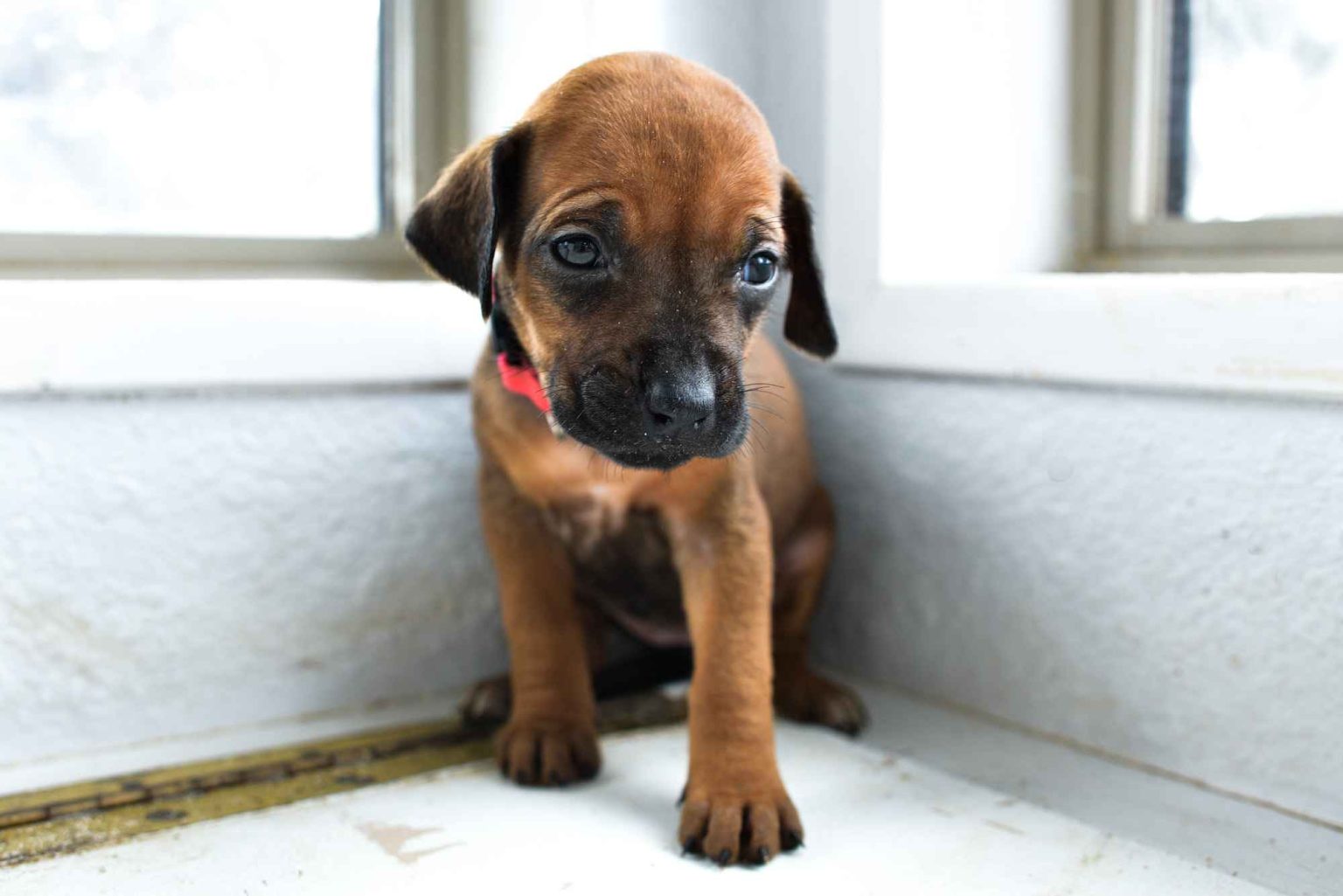 Top Rhodesian Ridgeback Puppies Breeder 2025 Texas