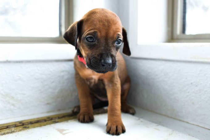 Top Rhodesian Ridgeback Puppies Breeder 2025 Texas