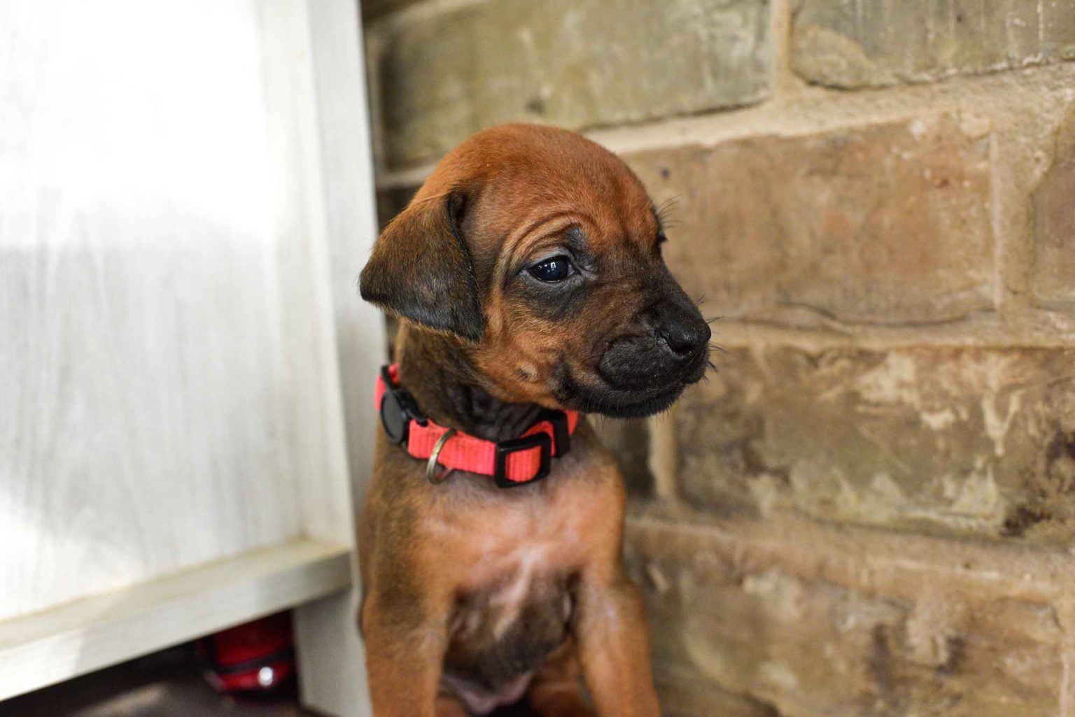 Top Rhodesian Ridgeback Puppies Breeder 2025 Texas