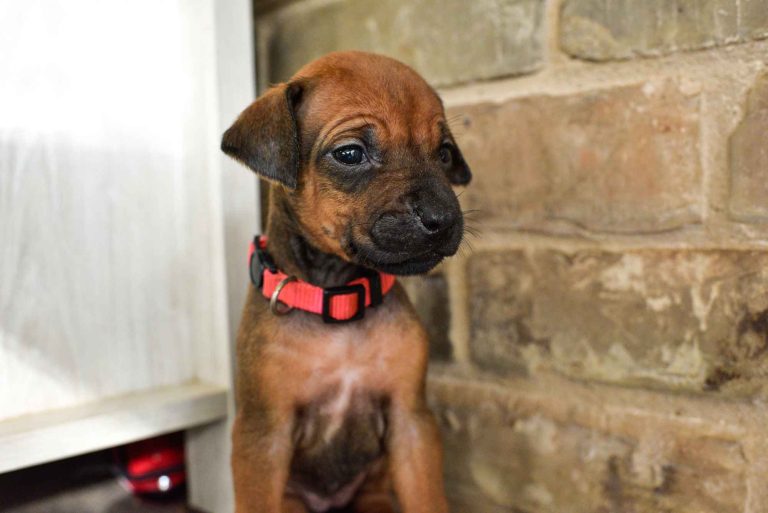 Top Rhodesian Ridgeback Puppies Breeder 2025 Texas