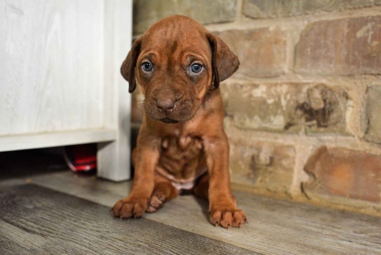 Top Rhodesian Ridgeback Puppies Breeder 2025 Texas