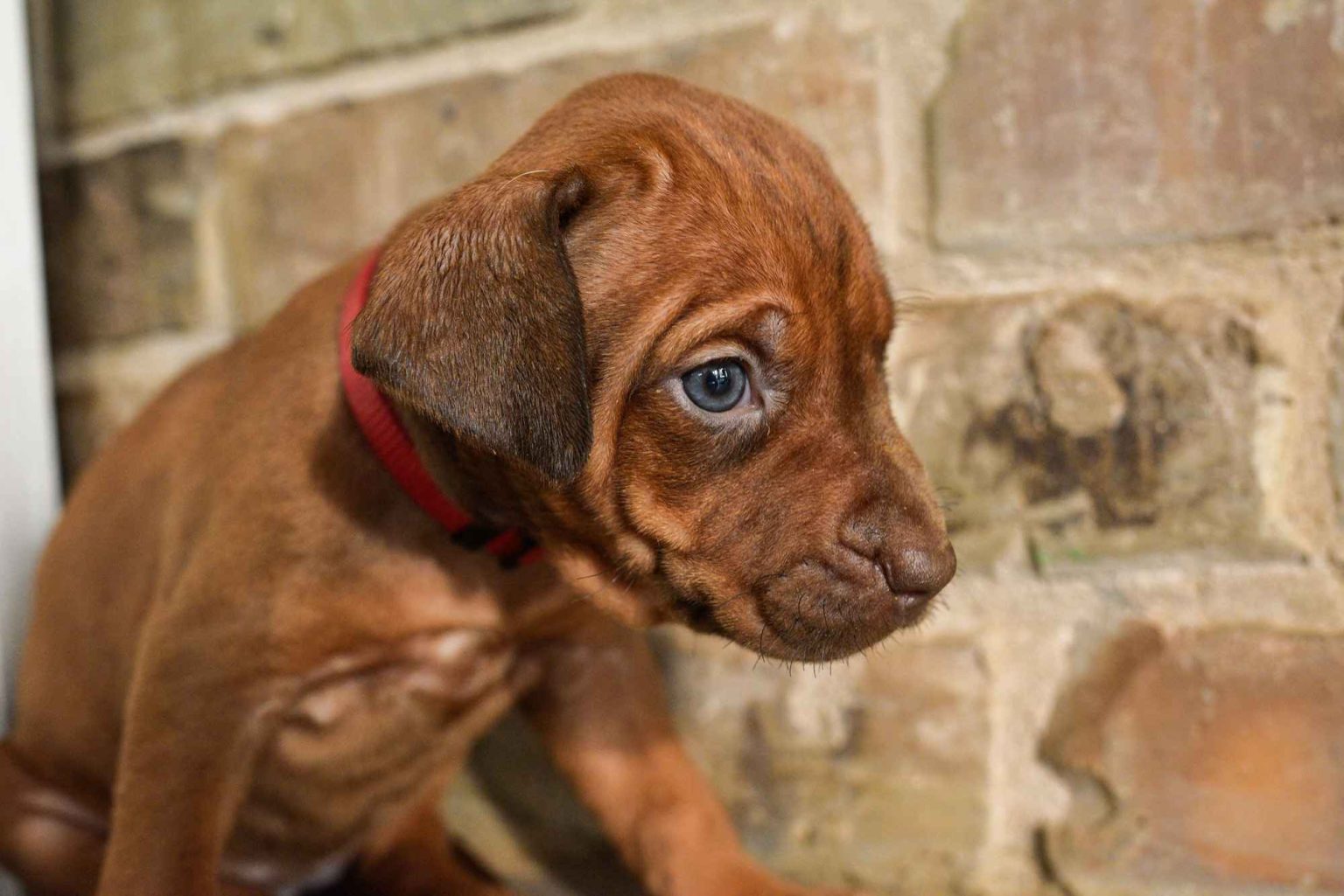 Top Rhodesian Ridgeback Puppies Breeder 2025 Texas
