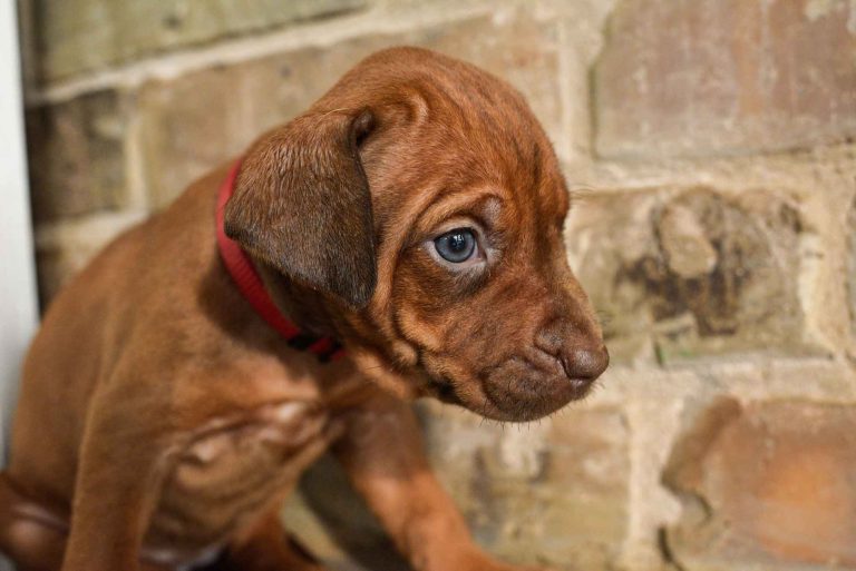 Top Rhodesian Ridgeback Puppies Breeder 2025 Texas