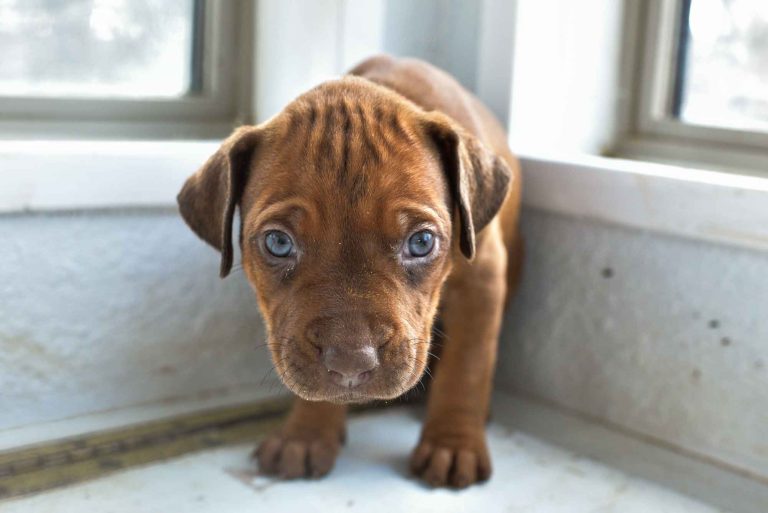 Top Rhodesian Ridgeback Puppies Breeder 2025 Texas