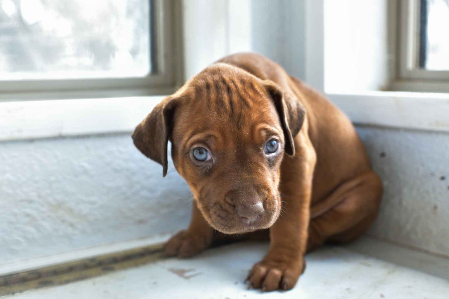 Top Rhodesian Ridgeback Puppies Breeder 2025 Texas