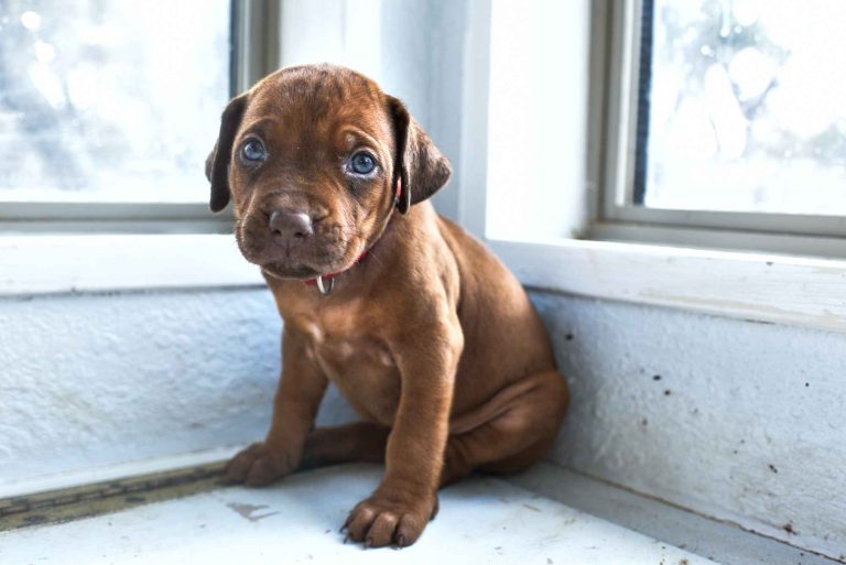 Top Rhodesian Ridgeback Puppies Breeder 2025 Texas
