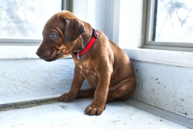 Top Rhodesian Ridgeback Puppies Breeder 2025 Texas